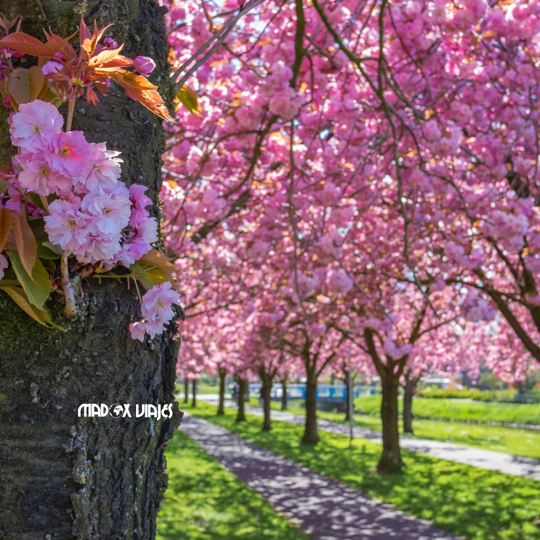 Sakura – Los Cerezos en Flor Japoneses - Madox Viajes